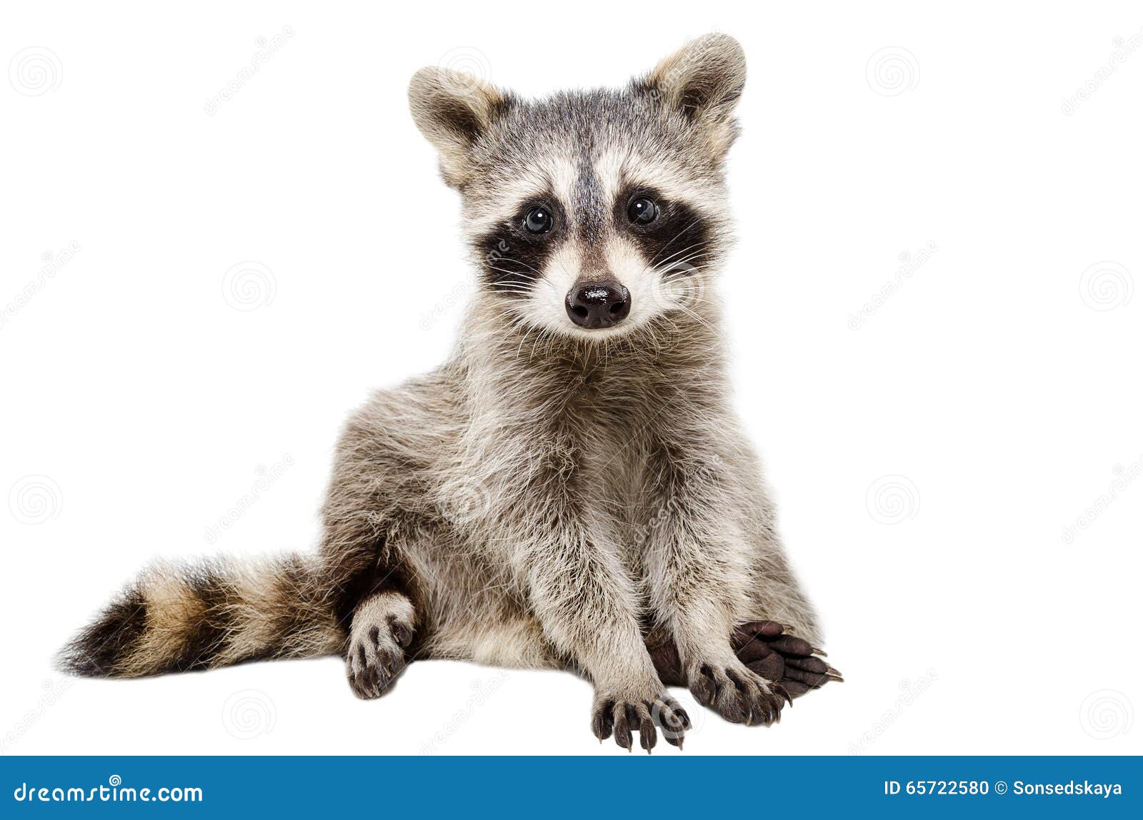 Mapache divertido foto de archivo. Imagen de vida, doméstico - 65722580