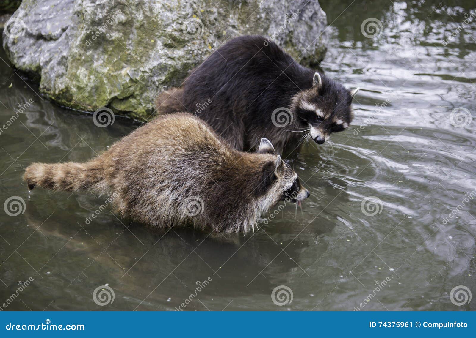 Mapache Dos Que Juega Junto En El Agua Imagen de archivo - Imagen de ...