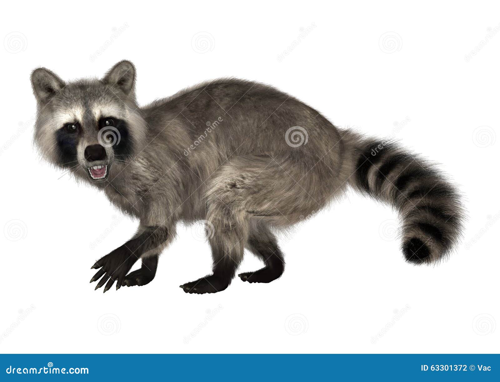 Mapache en blanco stock de ilustración. Ilustración de animal - 63301372