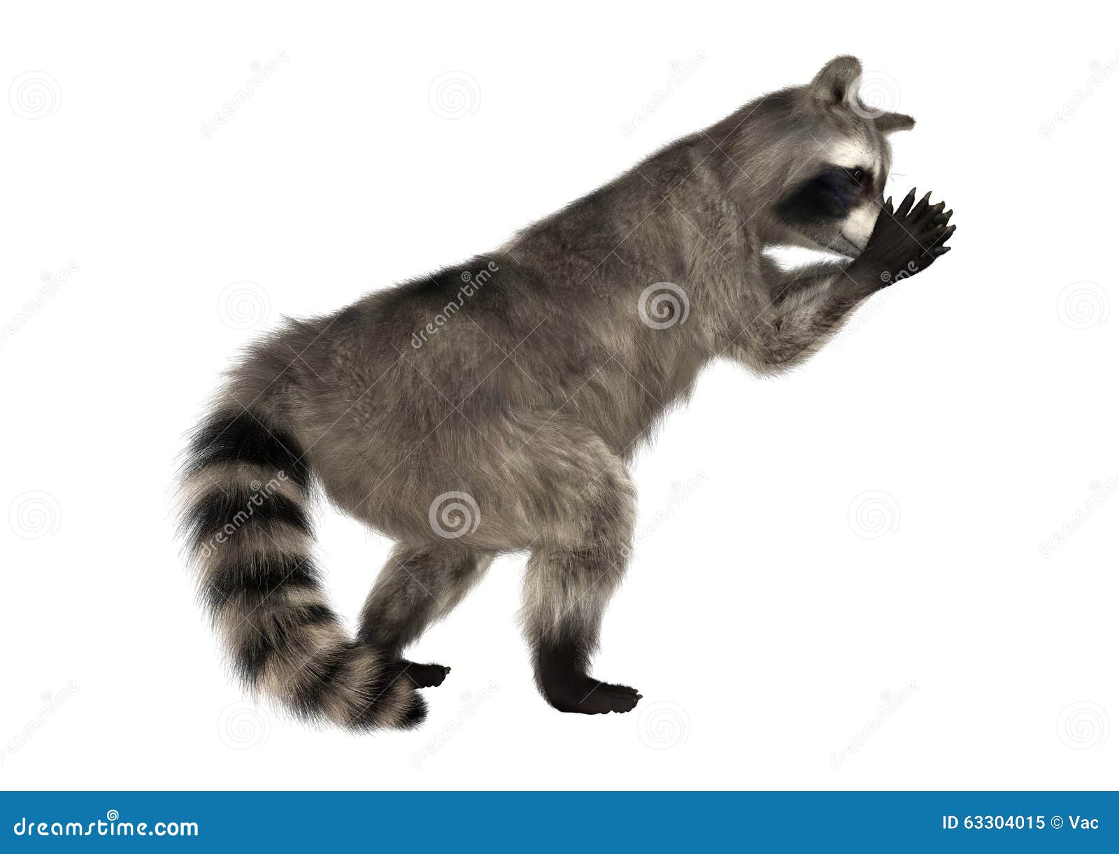 Mapache en blanco stock de ilustración. Ilustración de adorable - 63304015