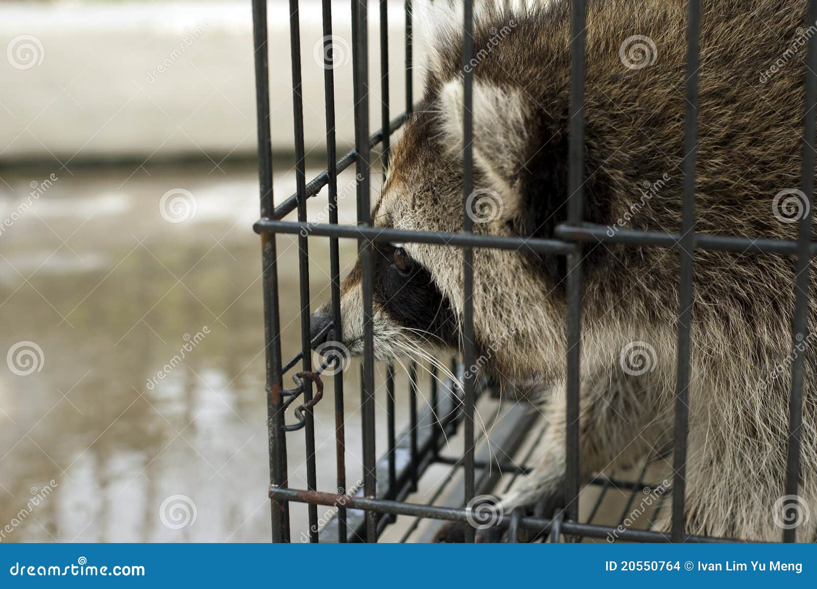 Mapache En La Jaula Prisionera Foto de archivo - Imagen de mapache ...