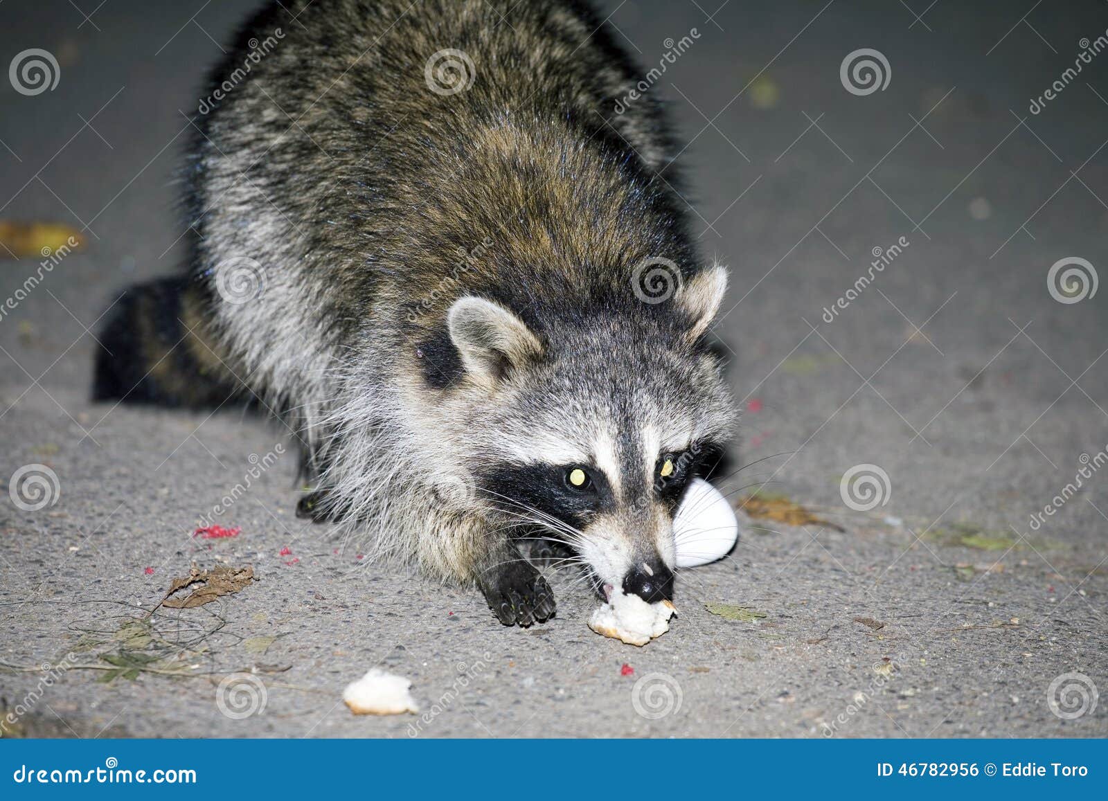 Mapache En La Noche Que Come La Comida Foto de archivo - Imagen de ...