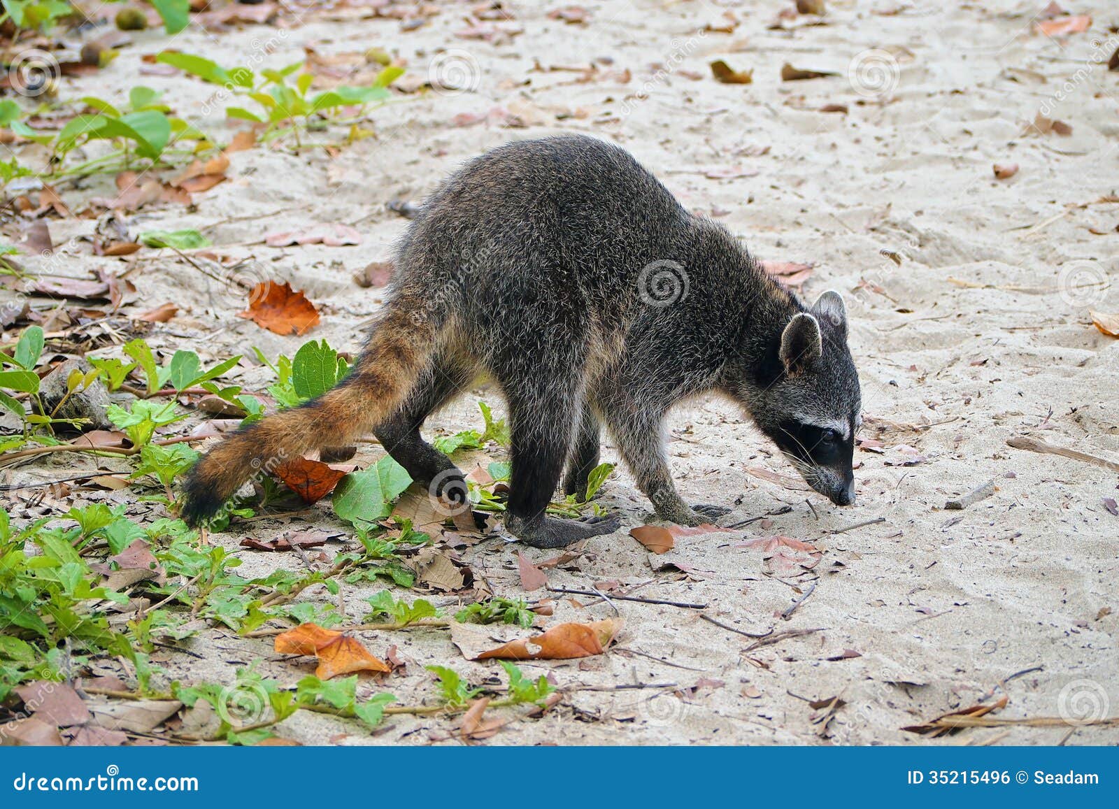 Mapache En La Playa En Costa Rica Foto de archivo - Imagen de pelo ...