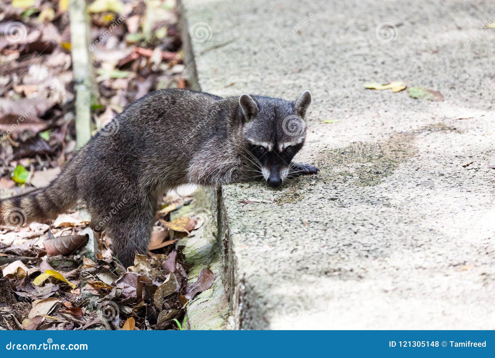 Mapache En La Selva Tropical Foto de archivo - Imagen de turismo, cubo ...