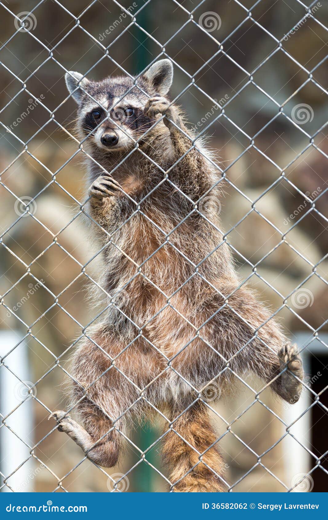 Mapache En Parque Zoológico Foto de archivo - Imagen de mapache ...