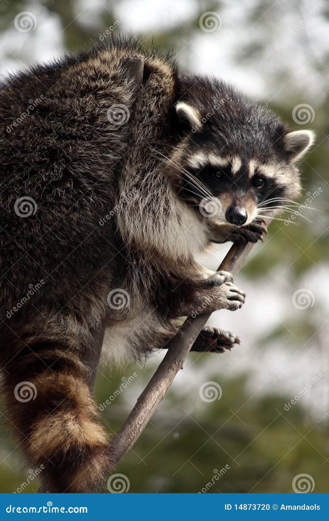 Mapache en un árbol foto de archivo. Imagen de negro - 14873720