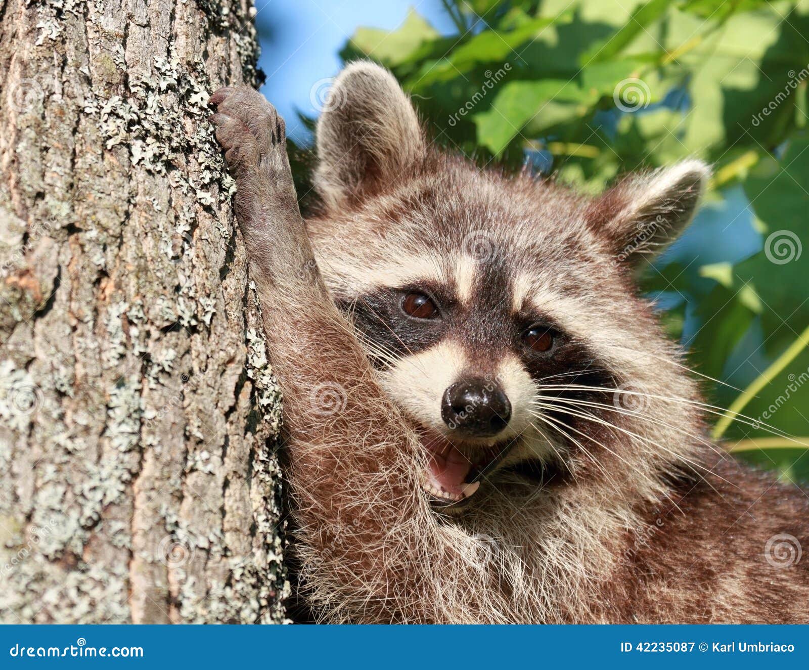 Mapache en un árbol imagen de archivo. Imagen de cara - 42235087