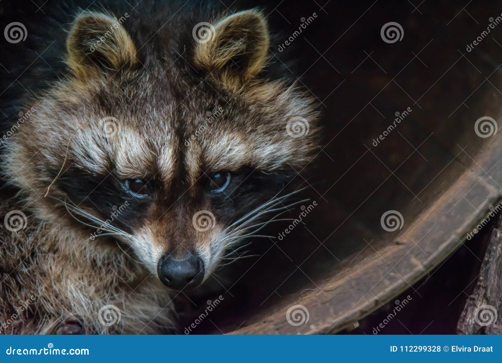 Mapache en un barril foto de archivo. Imagen de negro - 112299328