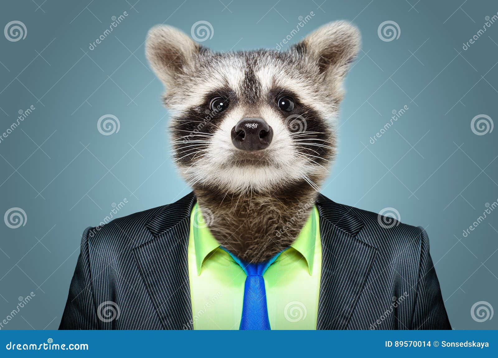 Mapache En Un Traje De Negocios Foto de archivo - Imagen de comedia ...