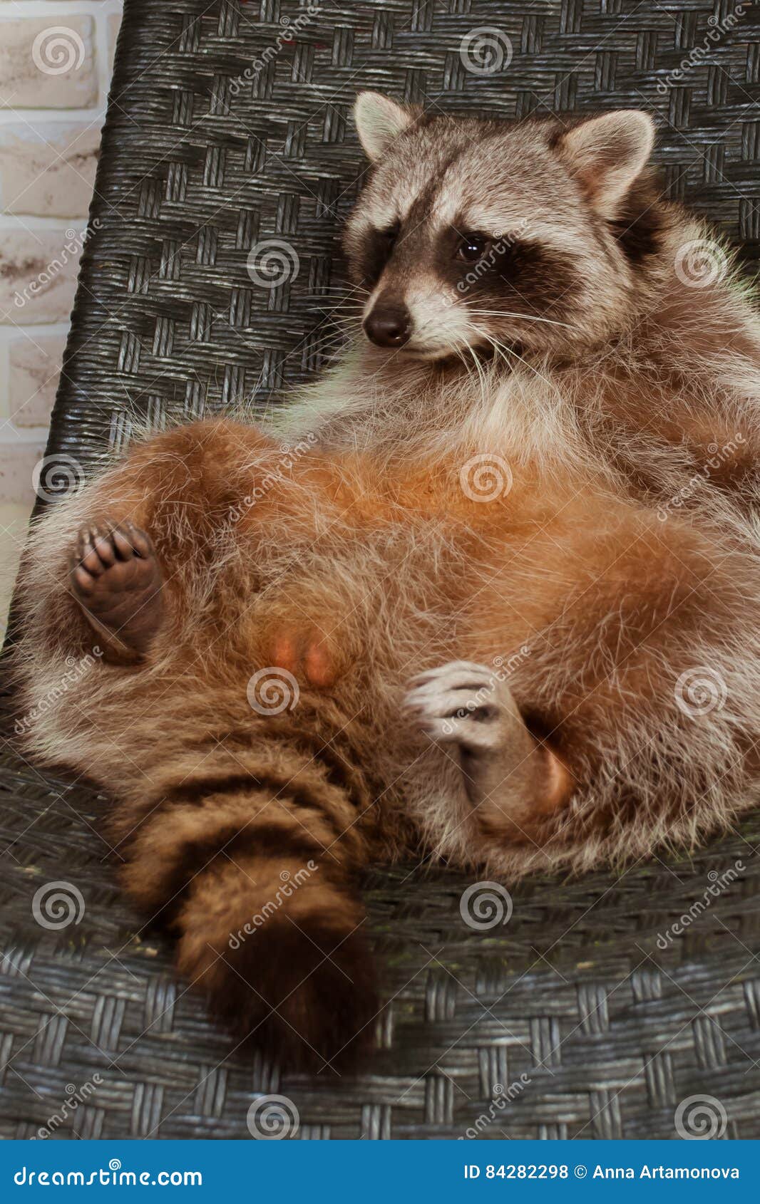 Mapache Grande Que Se Sienta En La Silla Negra Foto de archivo - Imagen ...