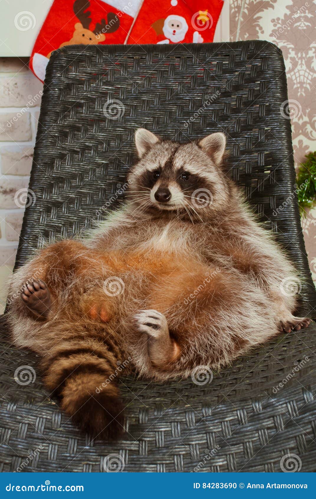 Mapache Grande Que Se Sienta En La Silla Negra Foto de archivo - Imagen ...