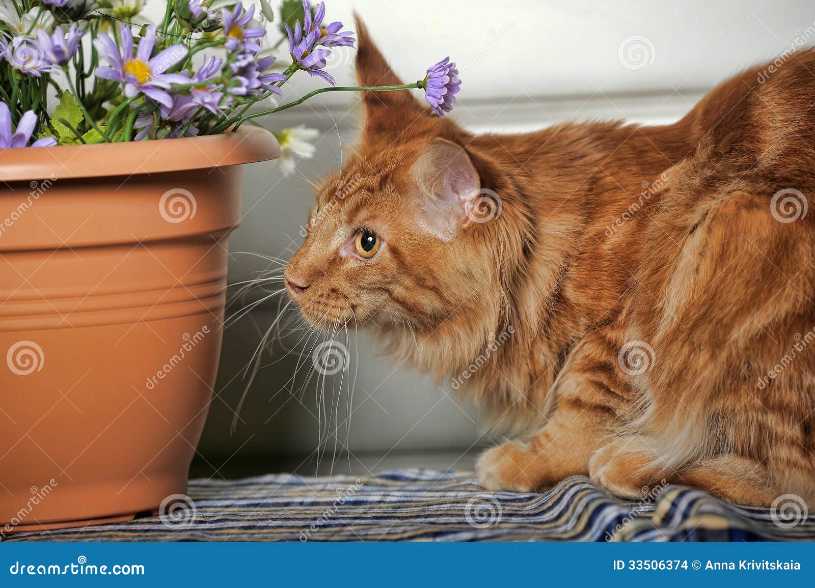 Mapache Con Las Flores Fotos De Stock - Download 12 Fotos Libres de ...