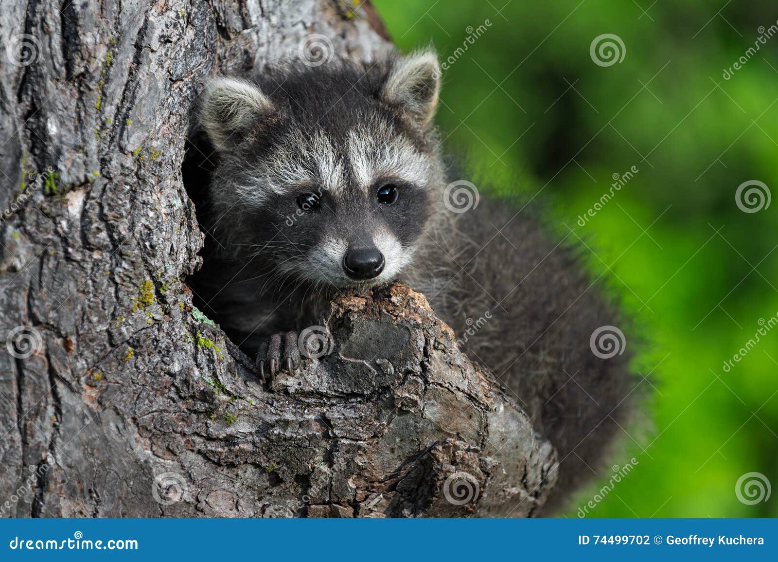 Mapache Joven (lotor Del Procyon) En Knothole Foto de archivo - Imagen ...
