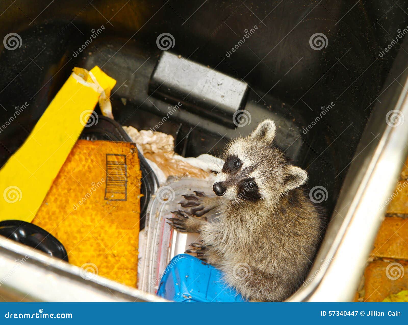 Mapache Joven Pegado En Un Envase De La Basura Imagen de archivo ...