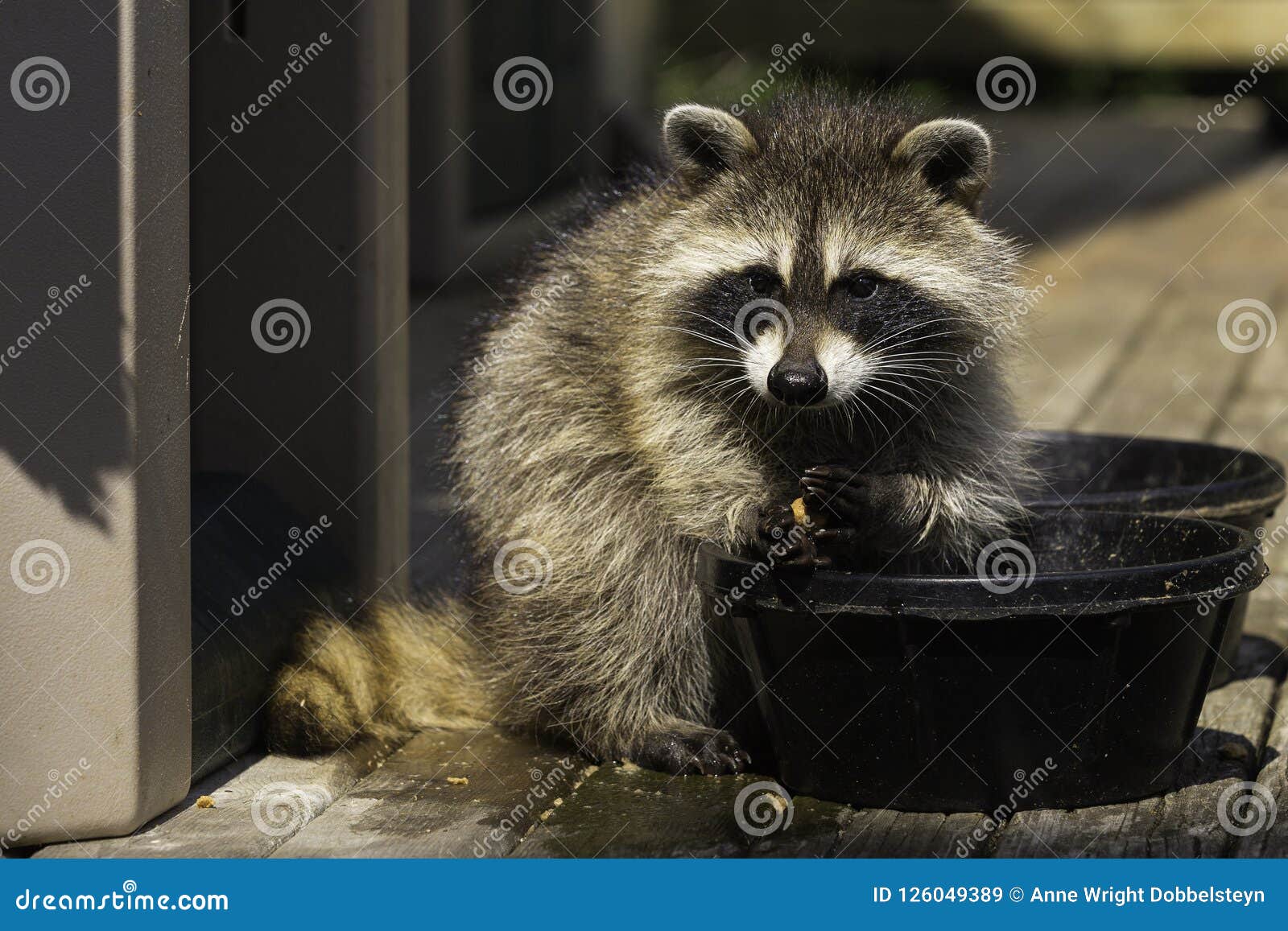 Mapache Joven Que Lava Su Comida Antes De Comerla Imagen de archivo ...