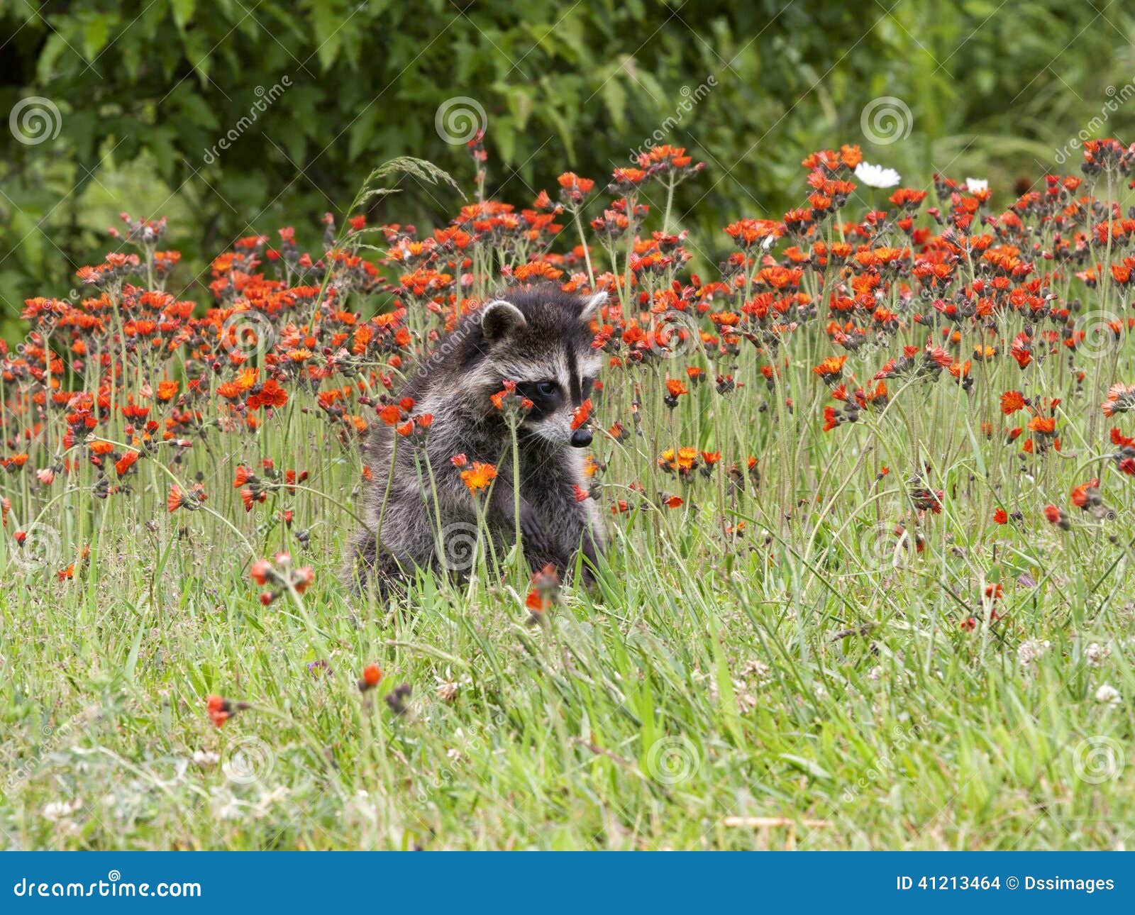 Mapache Joven Que Para Oler Las Flores Foto de archivo - Imagen de ...