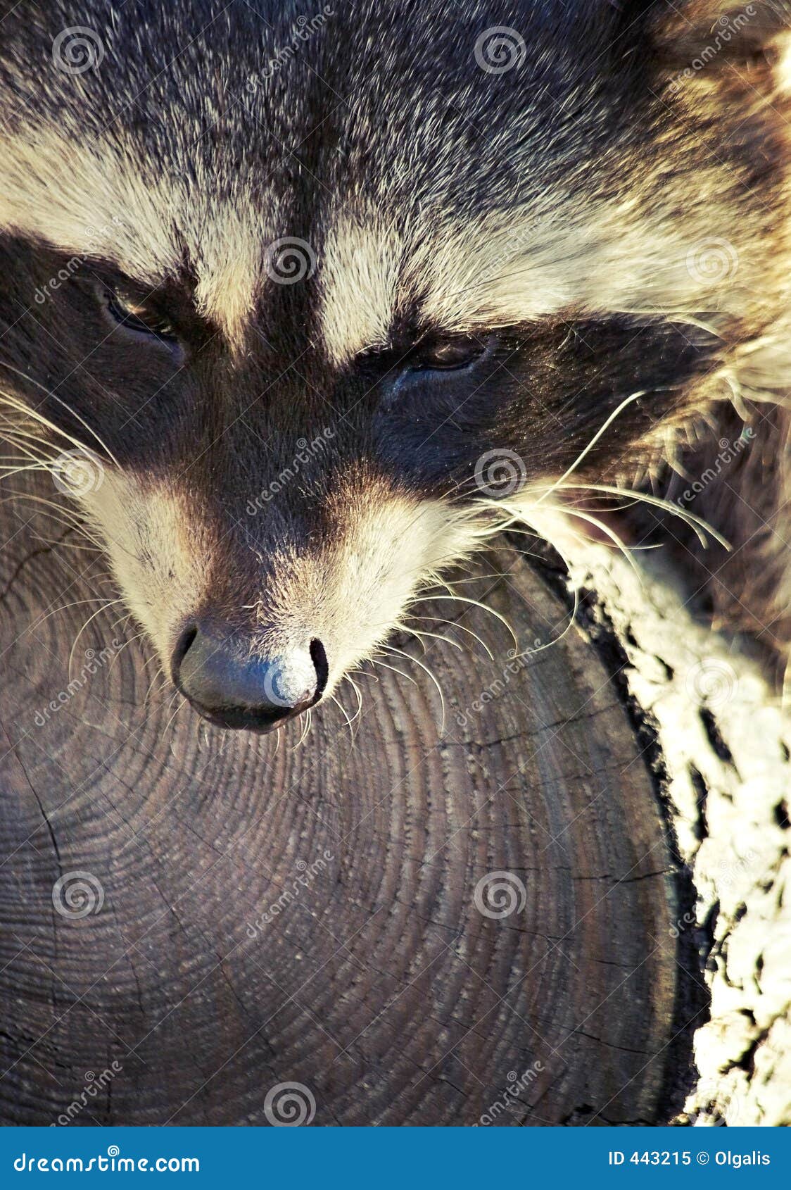 Mapache junto con su árbol imagen de archivo. Imagen de peludo - 443215