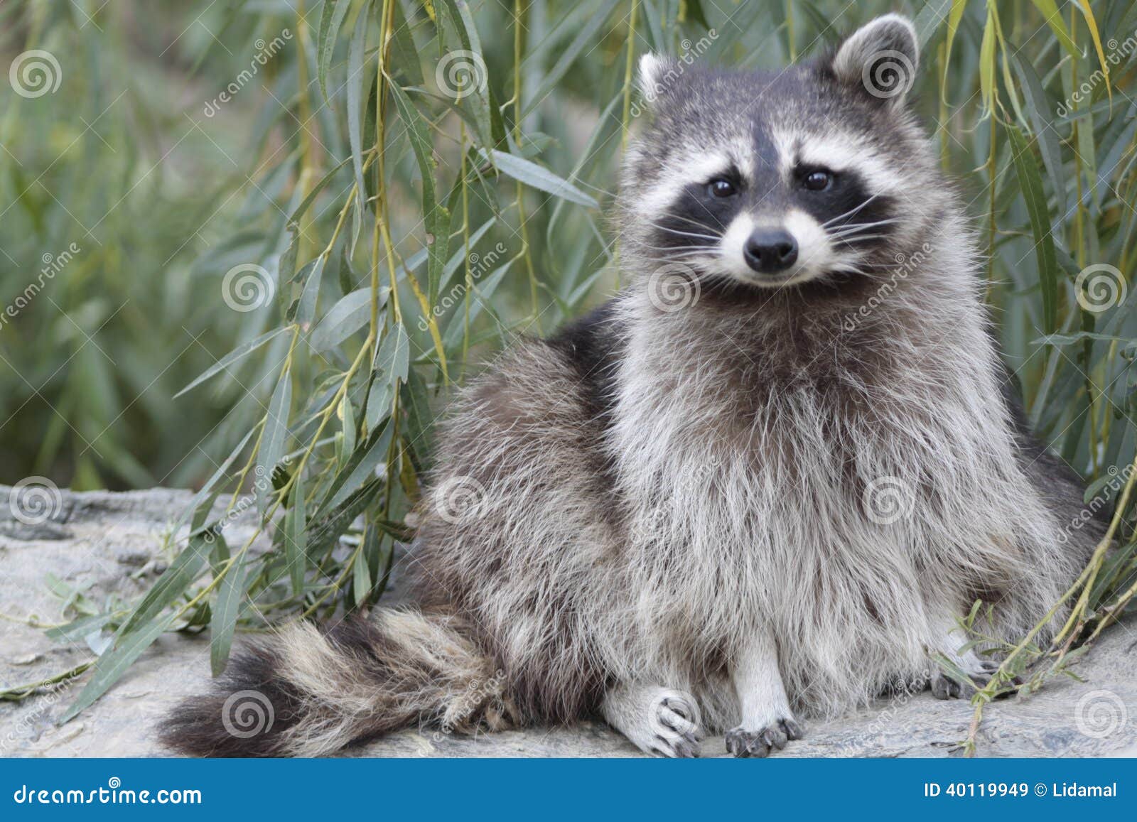 Mapache lindo imagen de archivo. Imagen de curioso, cubo - 40119949