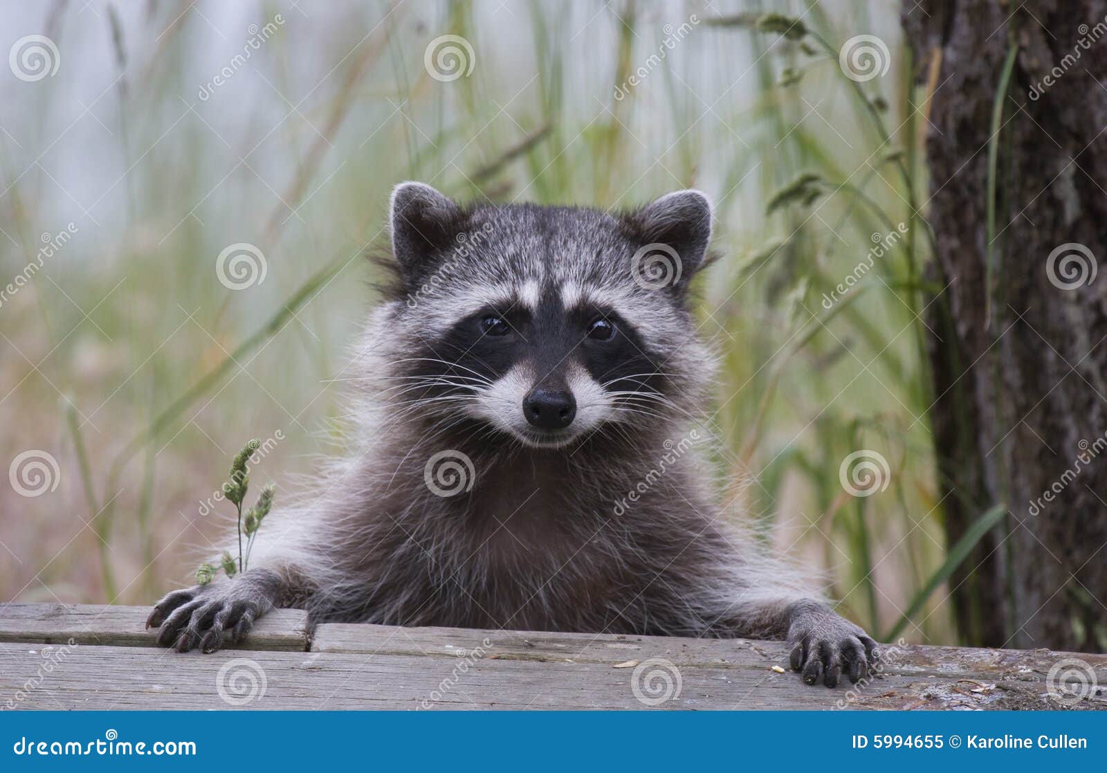 Mapache lindo imagen de archivo. Imagen de lindo, fauna - 5994655