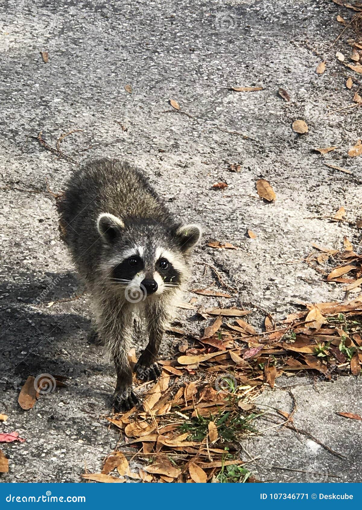 Mapache Lindo Que Busca La Foto De La Comida Imagen de archivo - Imagen ...