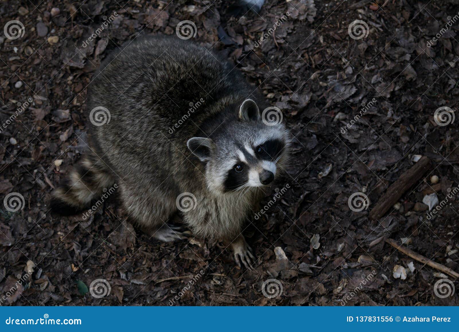 Mapache Lindo Y Gordo Que Busca La Comida Foto de archivo - Imagen de ...