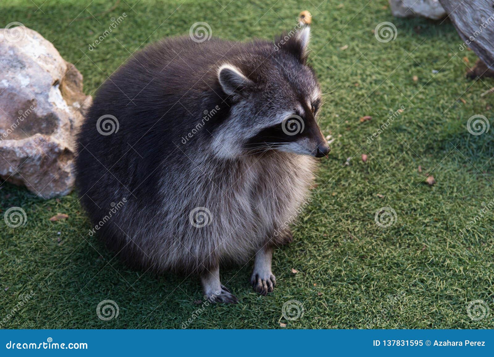 Mapache Lindo Y Gordo Que Busca La Comida Imagen de archivo - Imagen de ...