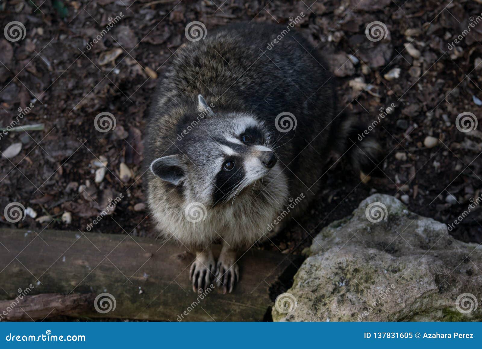 Mapache Lindo Y Gordo Que Busca La Comida Imagen de archivo - Imagen de ...