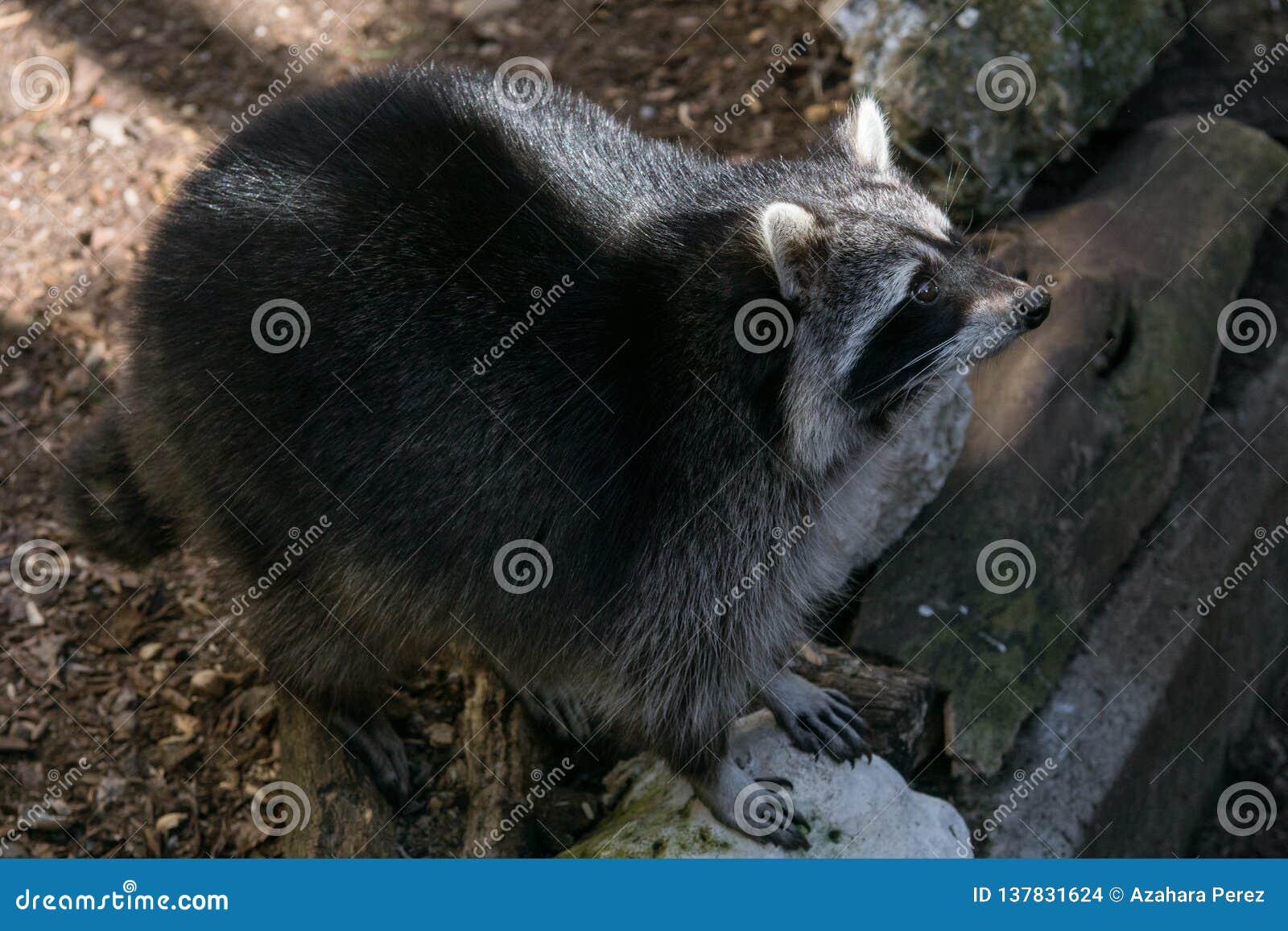 Mapache Lindo Y Gordo Que Busca La Comida Foto de archivo - Imagen de ...