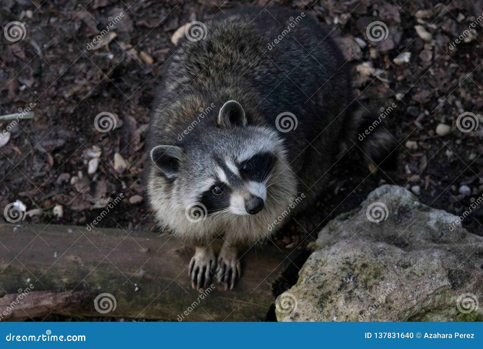 Mapache Lindo Y Gordo Que Busca La Comida Foto de archivo - Imagen de ...