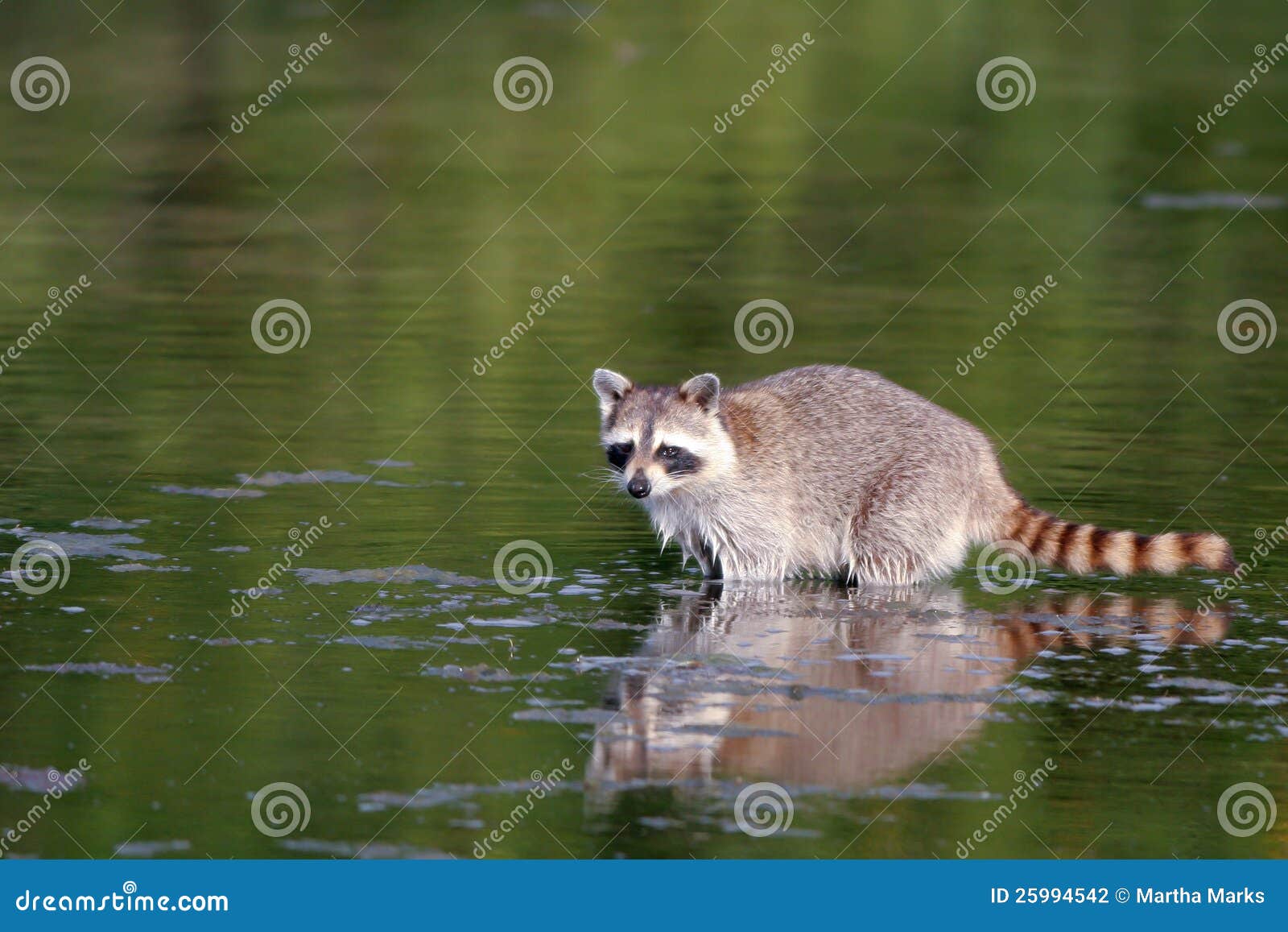 Mapache, lotor del Procyon foto de archivo. Imagen de everglades - 25994542