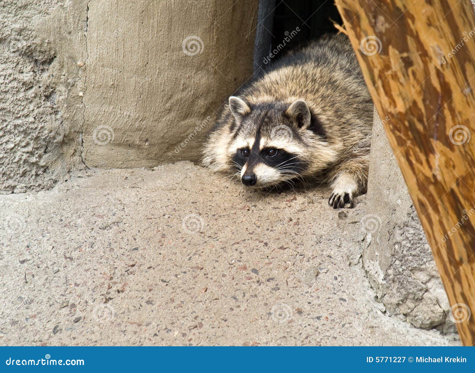 Mapache (lotor Del Procyon) Imagen de archivo - Imagen de animales ...