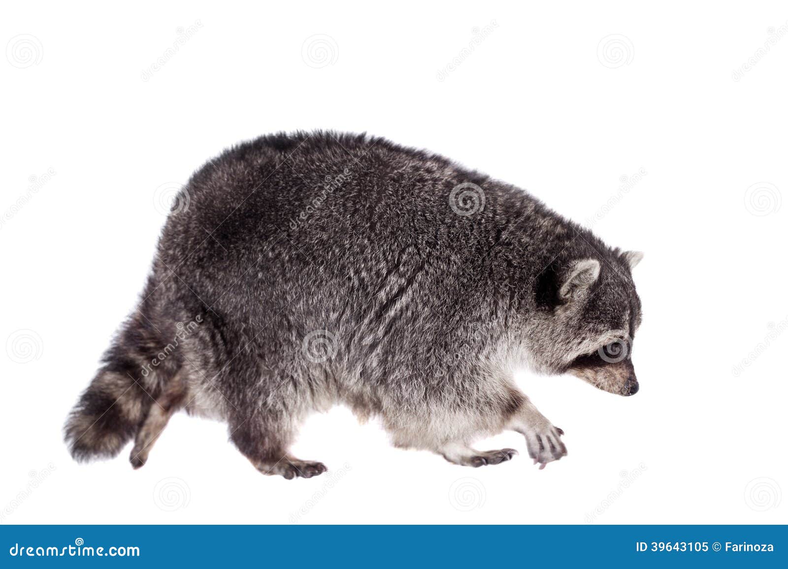 Mapache (lotor Del Procyon) En El Fondo Blanco Imagen de archivo ...