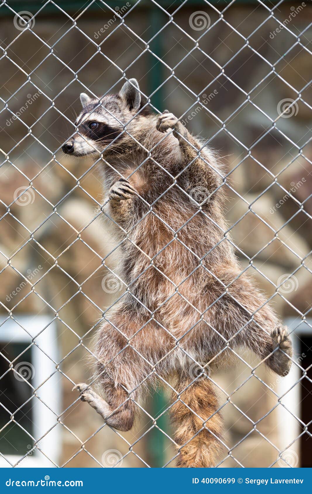 Mapache (lotor Del Procyon) En Parque Zoológico Imagen de archivo ...