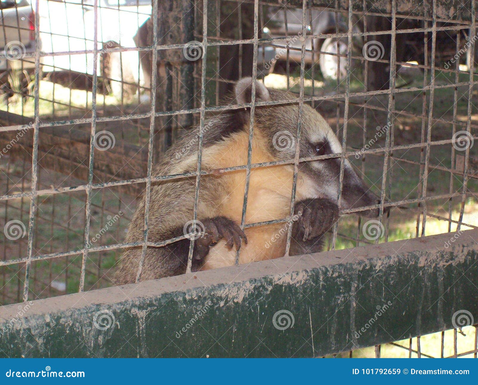 Mapache stock image. Image of wildlife, nogues, mapache - 101792659