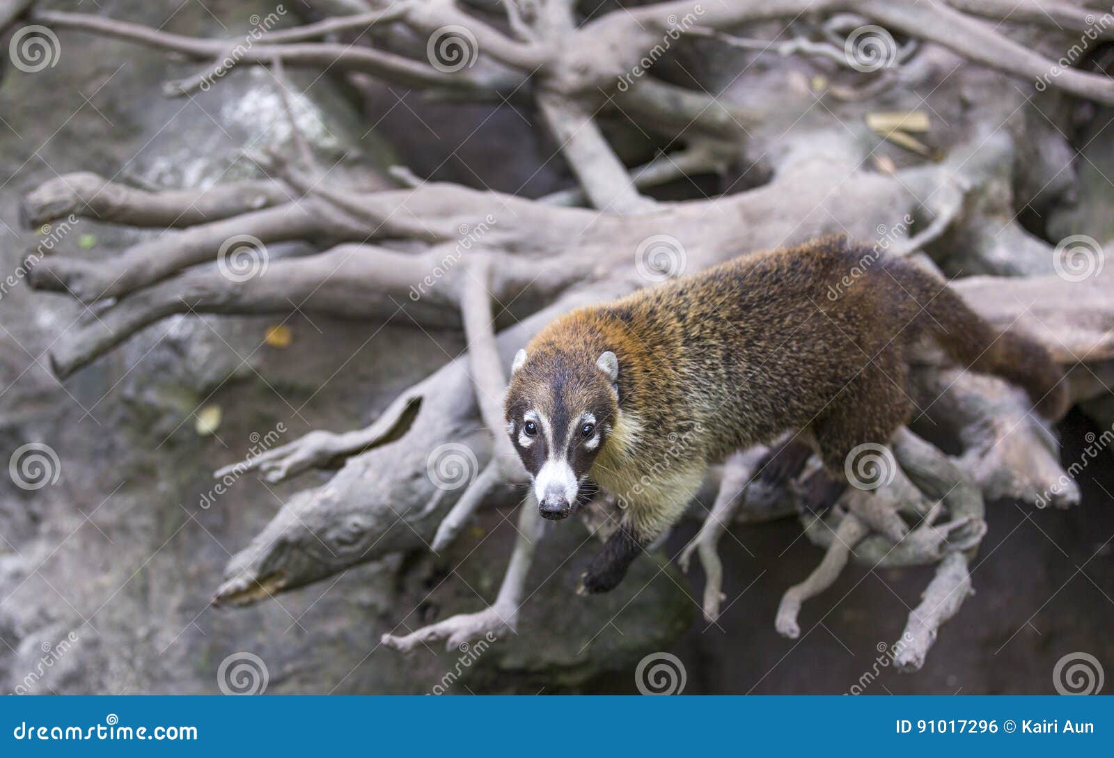 Mapache Mexicano En Un Brunch Foto de archivo - Imagen de mapache ...