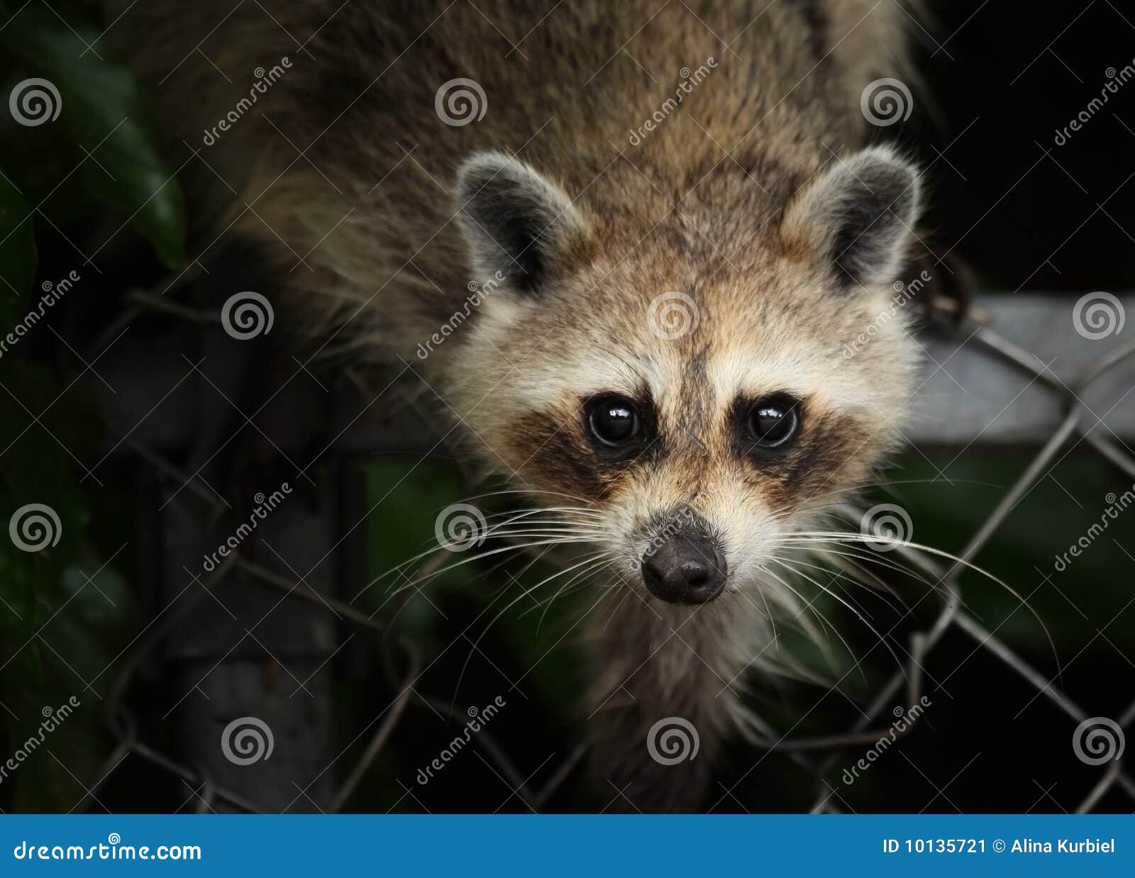 Mapache norteamericano imagen de archivo. Imagen de cara - 10135721