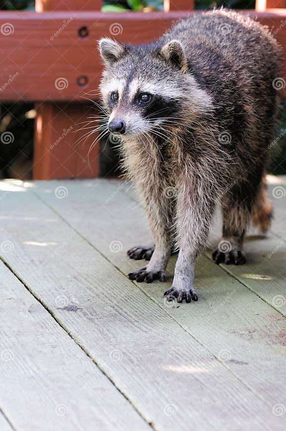 Mapache norteamericano imagen de archivo. Imagen de animales - 20850377