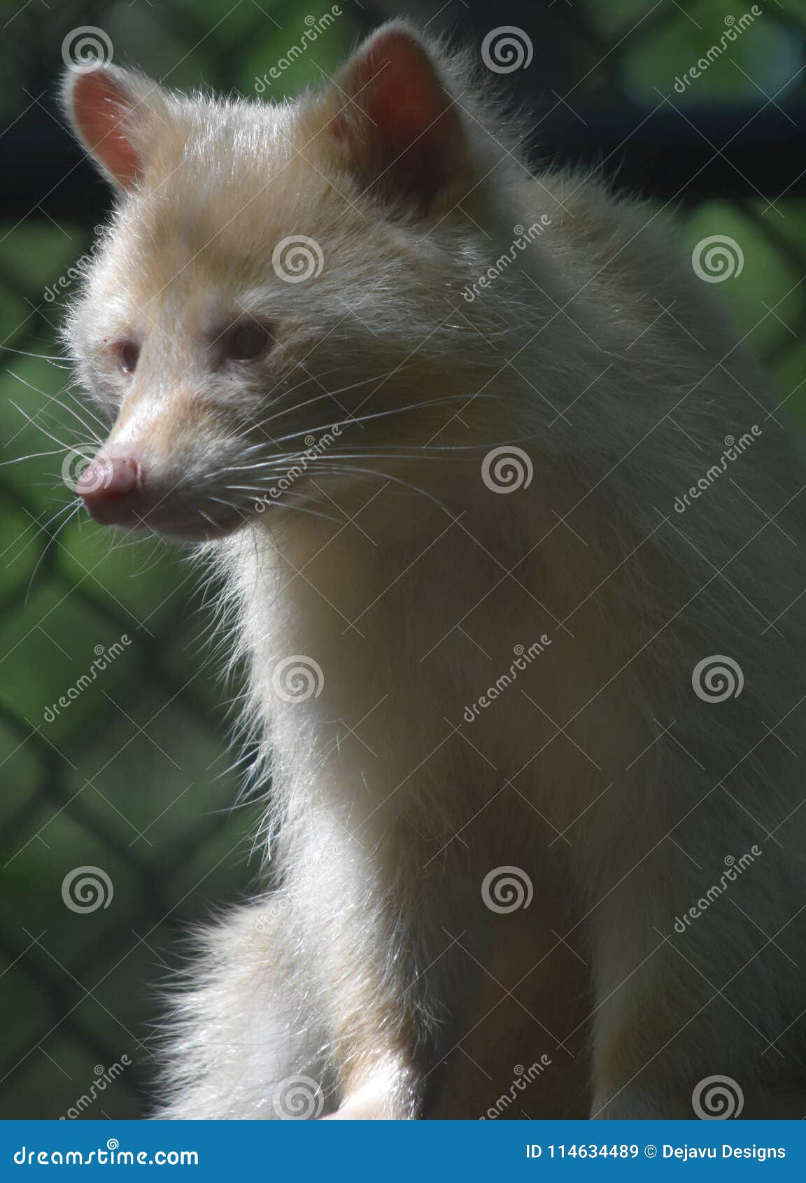 Mapache Norteamericano Blanco Con Las Barbas Largas Imagen de archivo ...