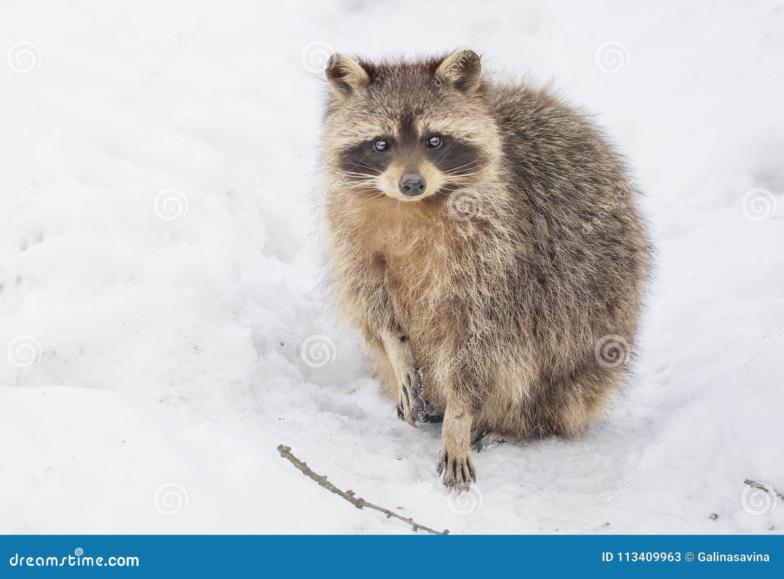 Mapache, O Mapache Americano Imagen de archivo - Imagen de mapache ...