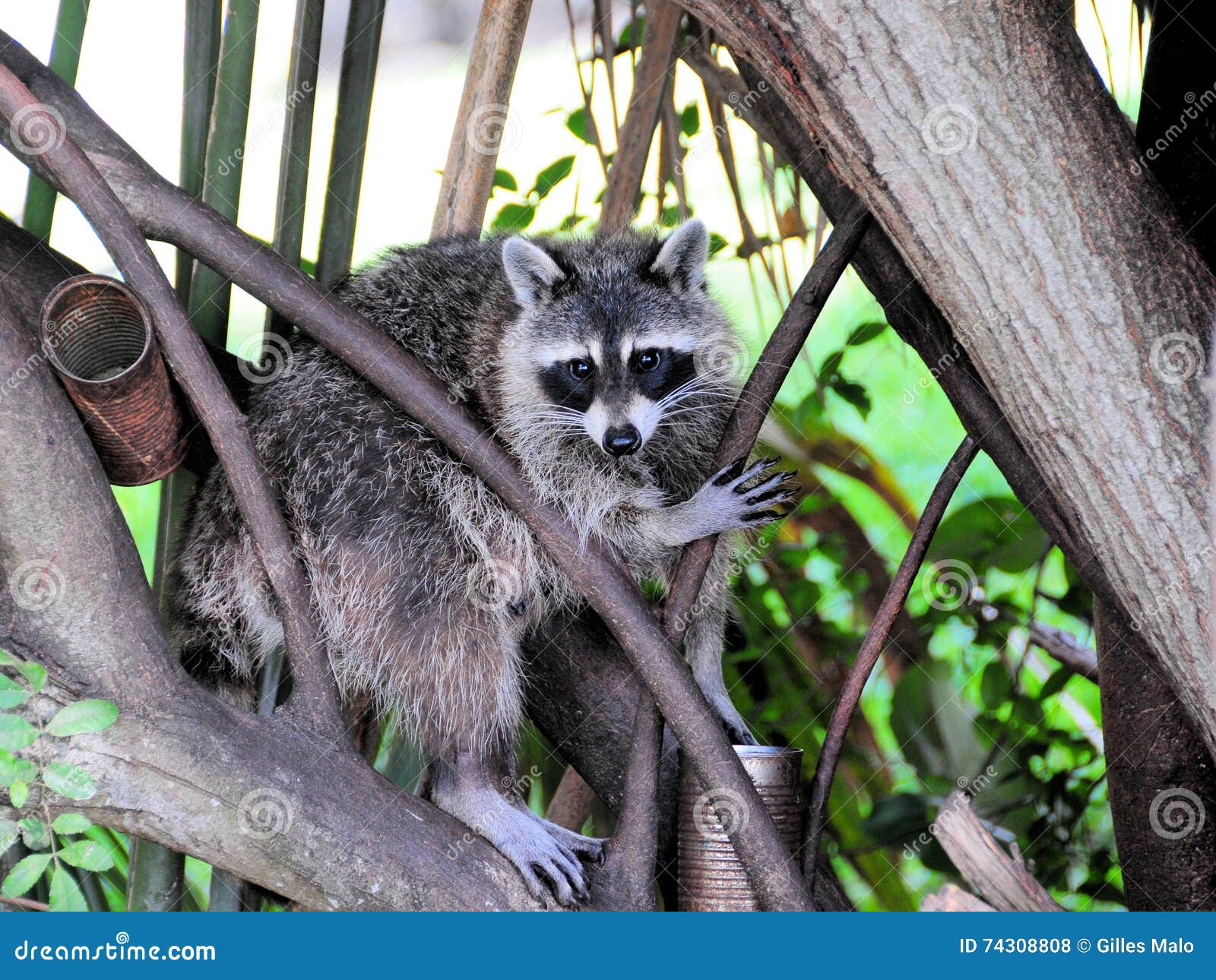 Mapache O Mapache Norteamericano Foto de archivo - Imagen de america ...