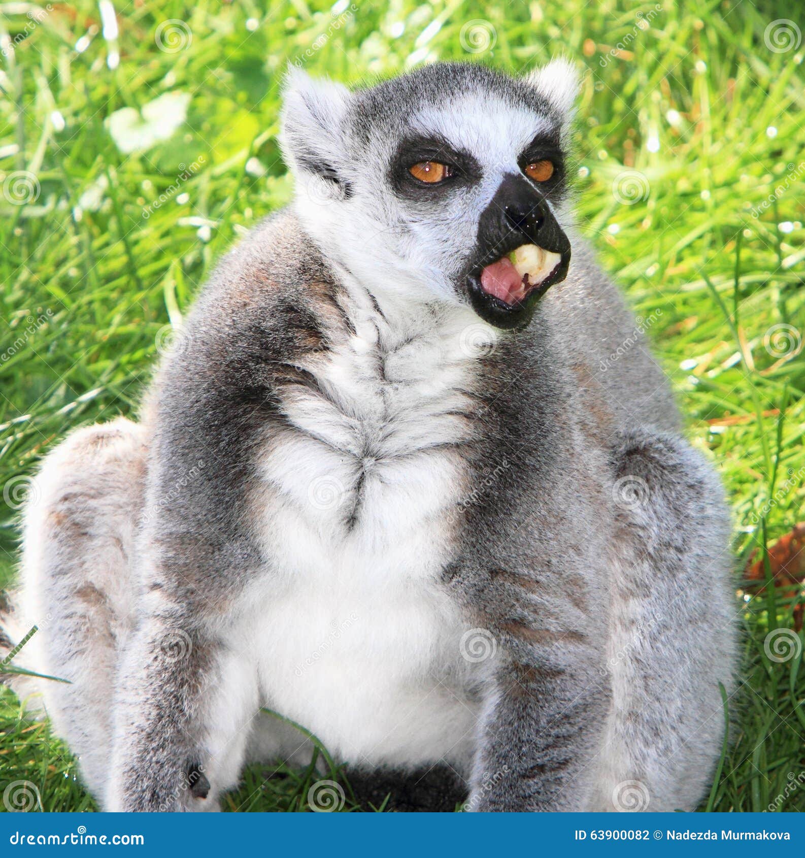 Mapache Pequeño Con La Boca Abierta Foto de archivo - Imagen de lindo ...