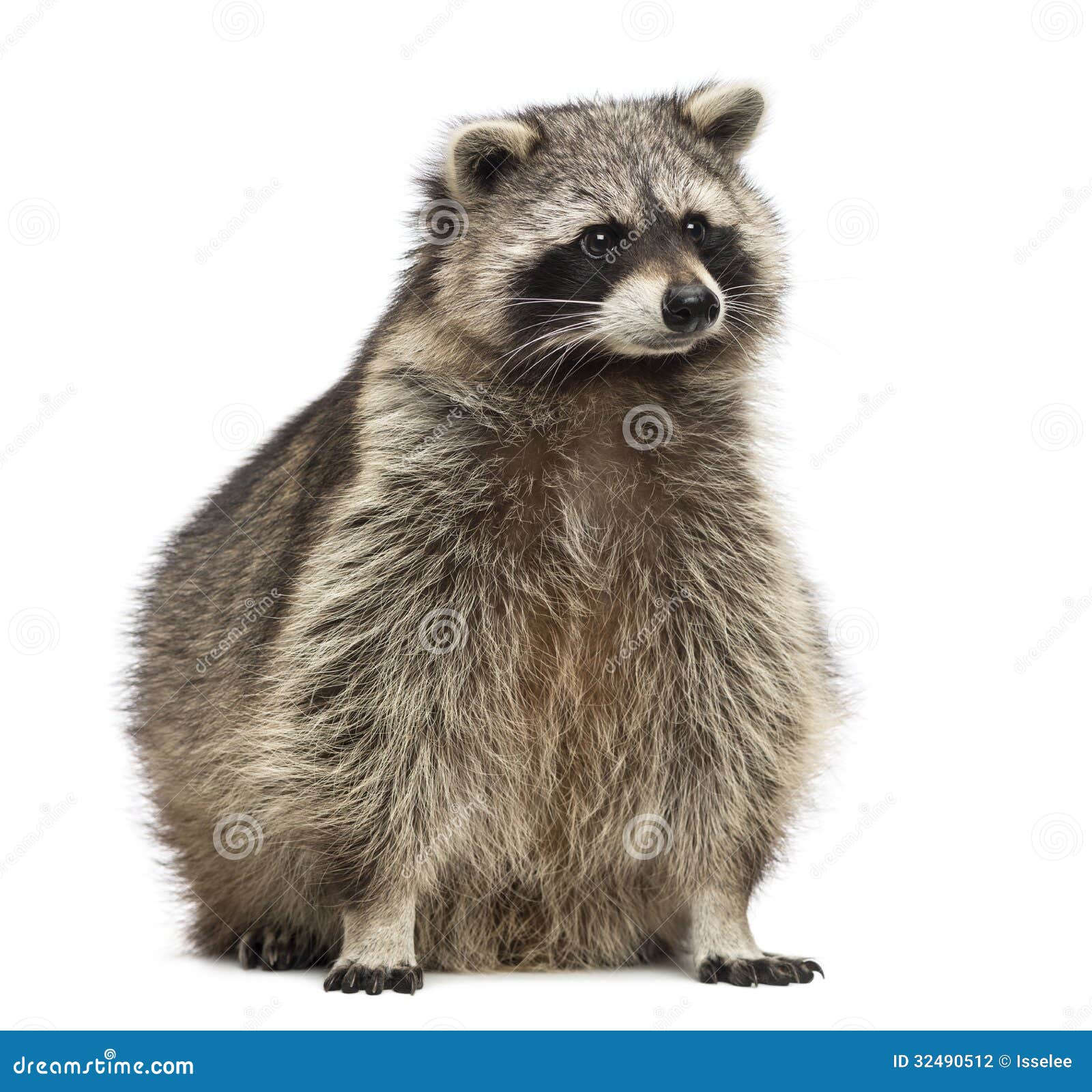 Mapache, Procyon Iotor, Sentada, Aislada Foto de archivo - Imagen de ...