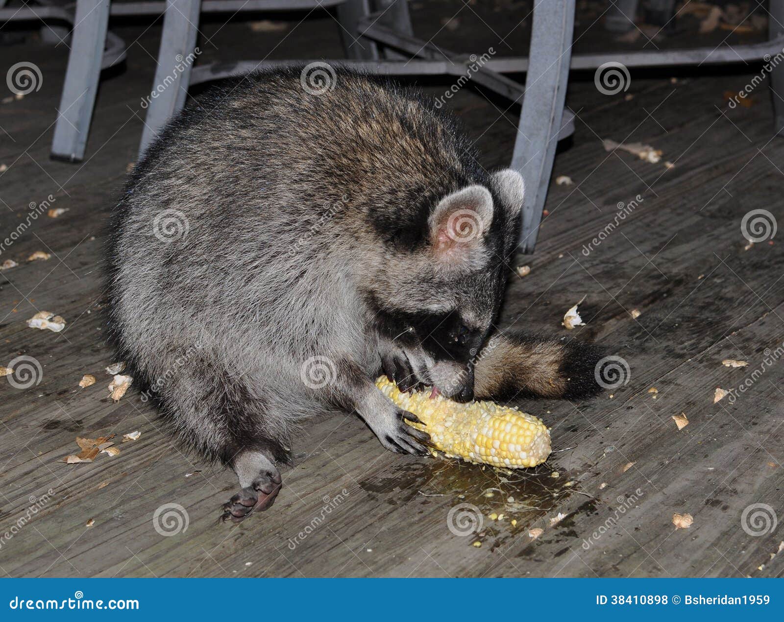 Mapache Que Come Una Espiga De Trigo Foto de archivo - Imagen de ...