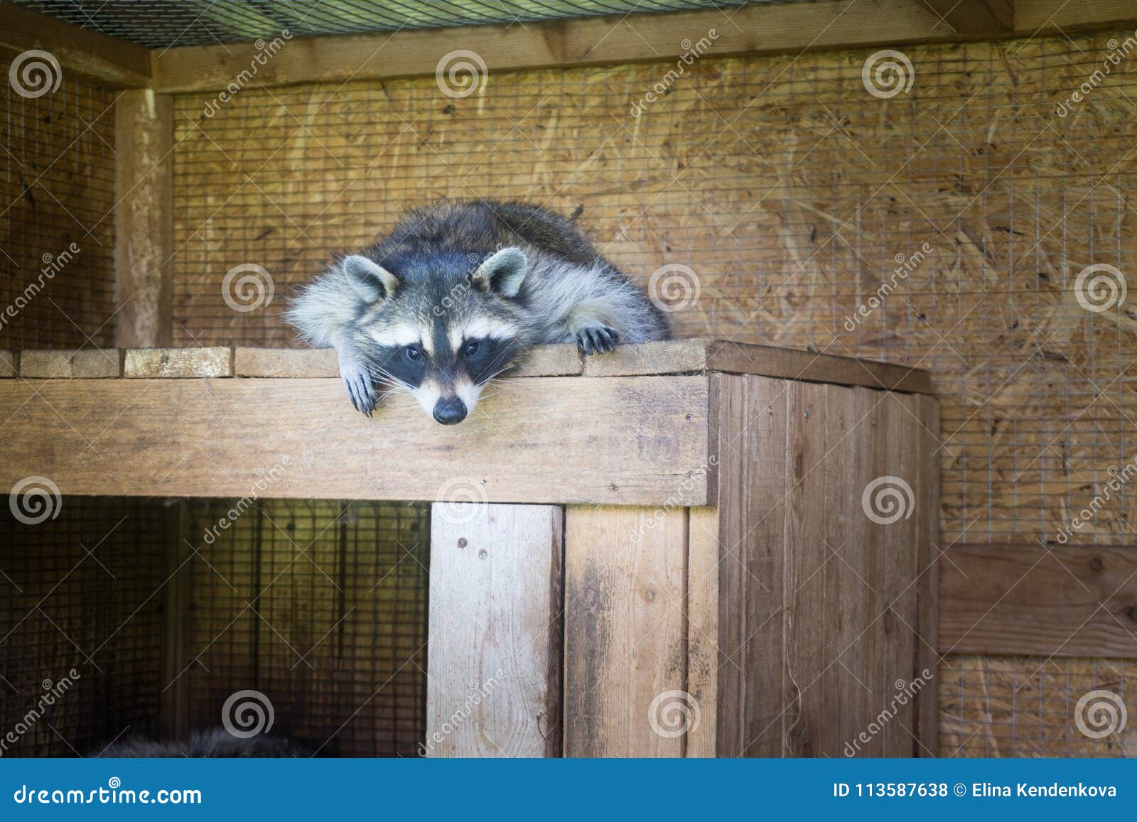 Mapache Que Duerme En Su Casa En Una Granja Foto de archivo - Imagen de ...