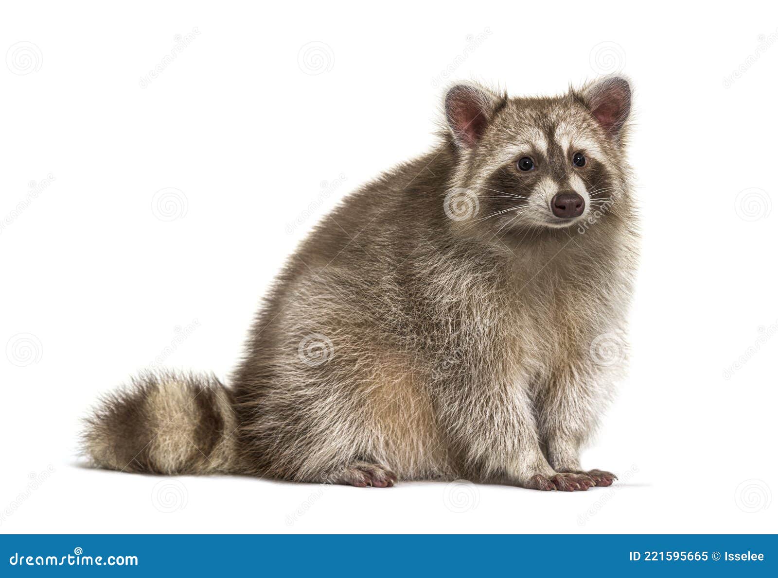 Mapache rojo mirando lejos imagen de archivo. Imagen de piel - 221595665