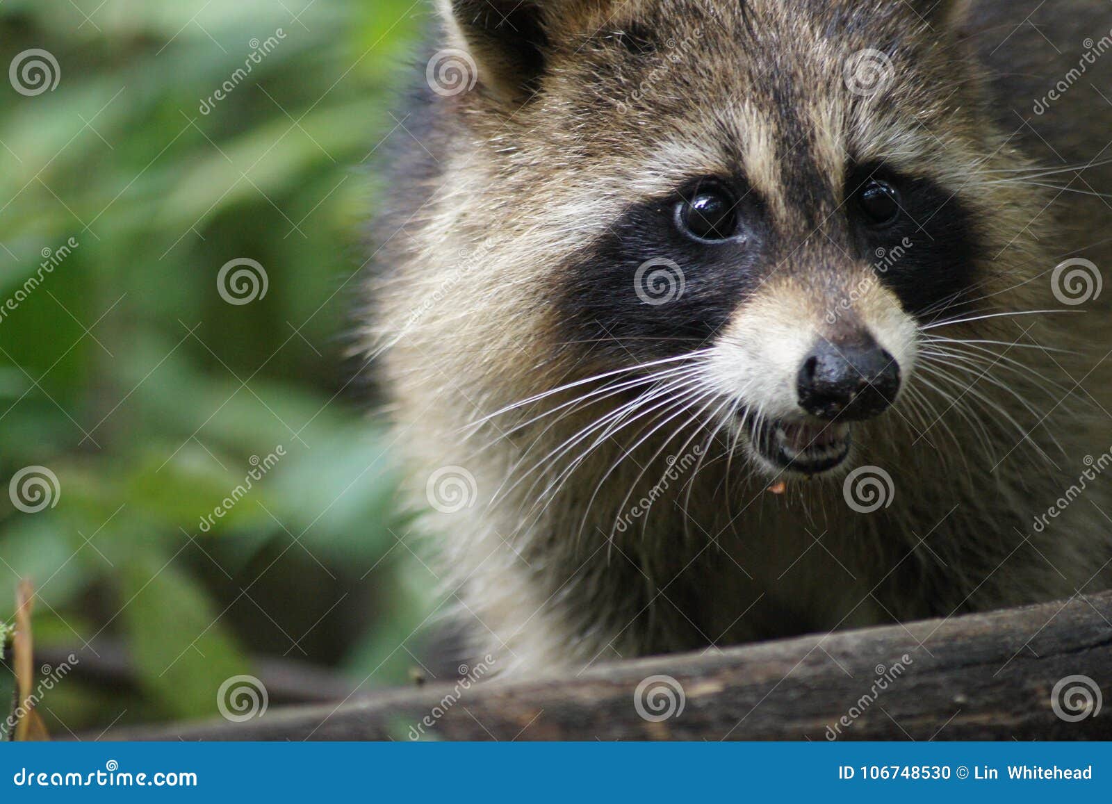 Mapache Salvaje, Boca Abierta Exponiendo Sus Dientes Agudos Foto de ...