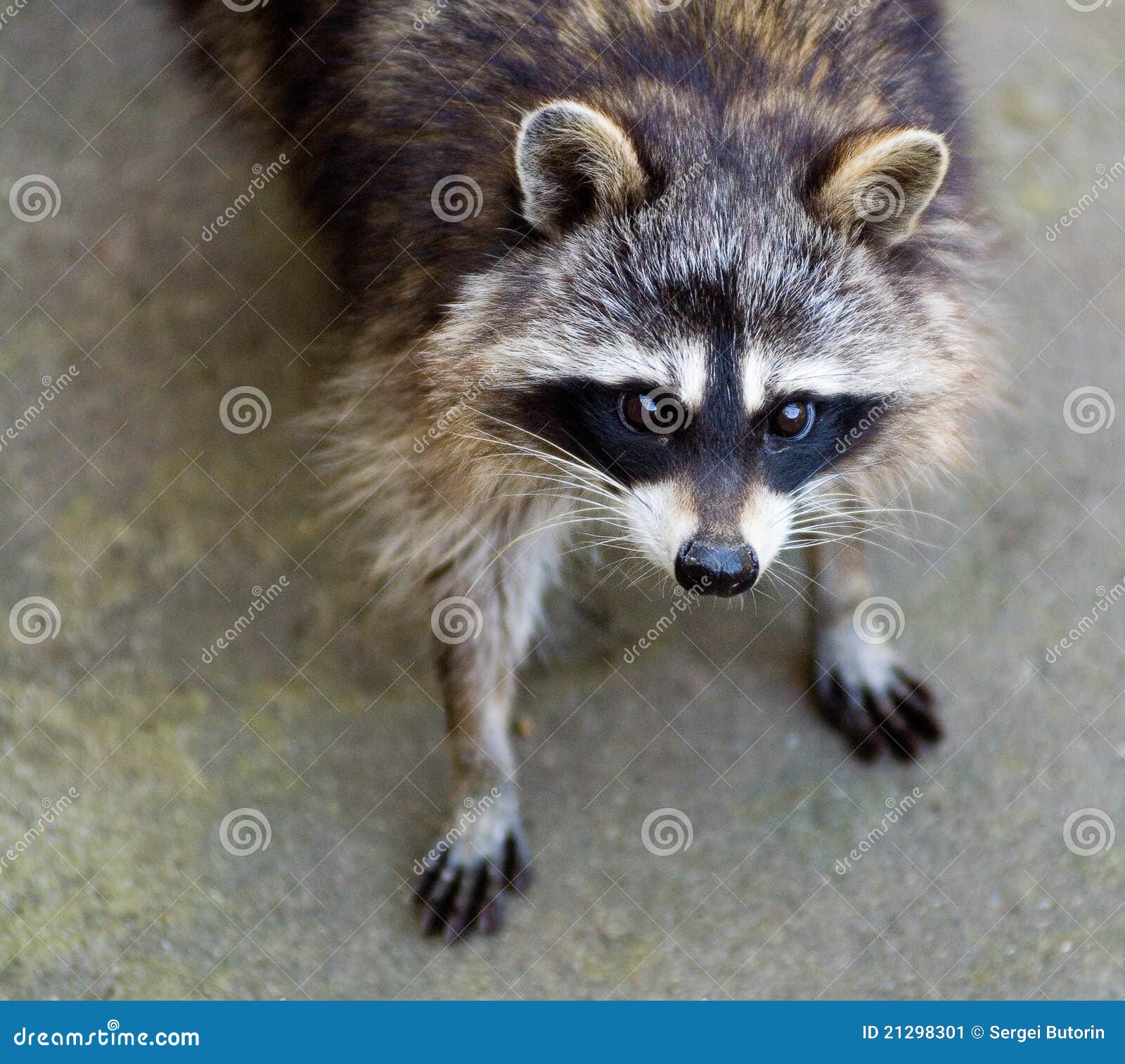 Mapache triste imagen de archivo. Imagen de adulto, adorable - 21298301