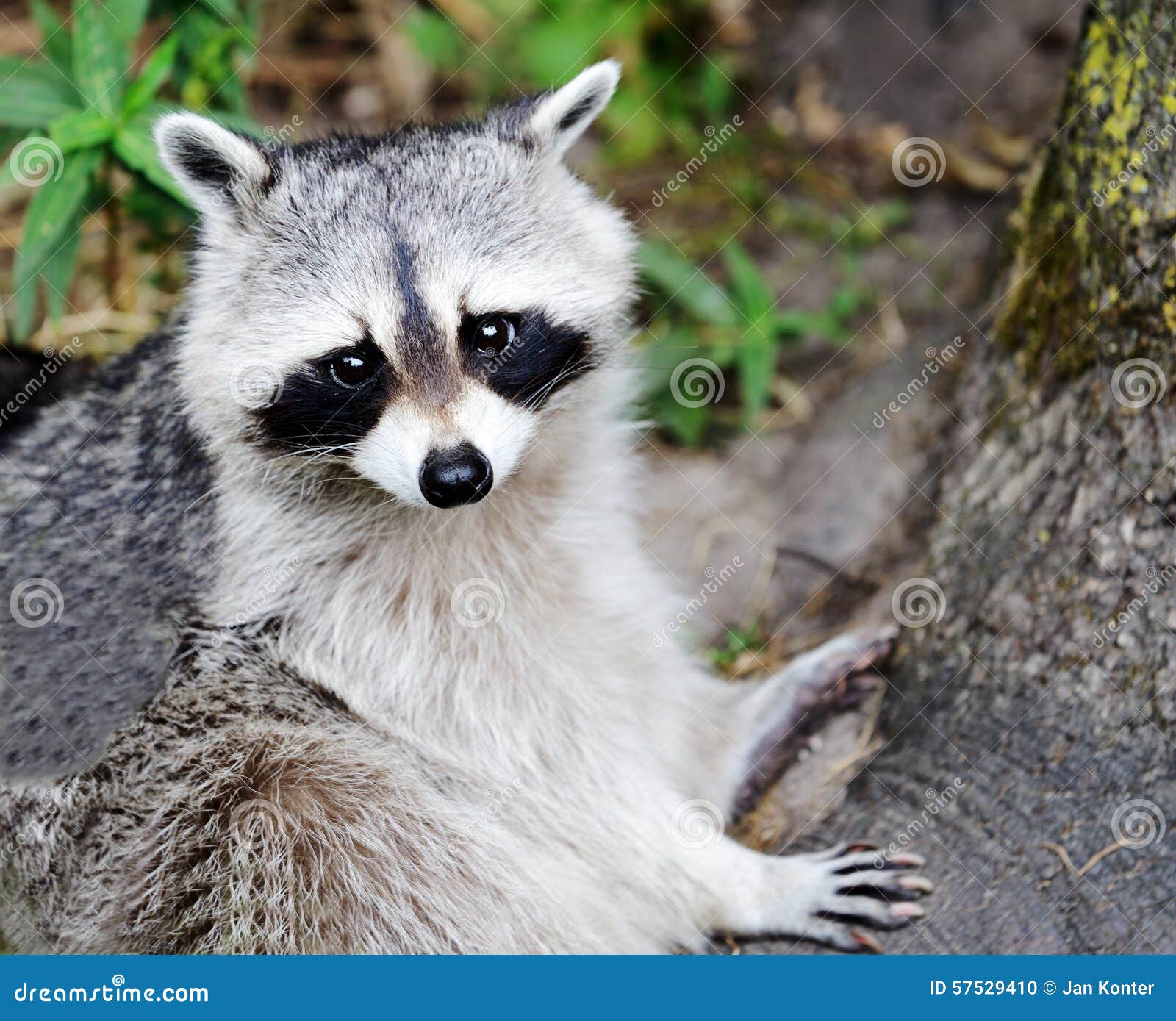 Mapache, un dulce triste foto de archivo. Imagen de presionado - 57529410