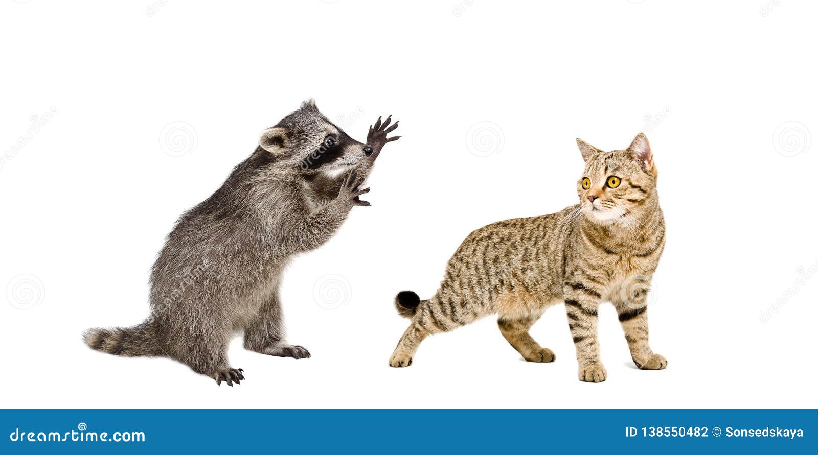 Mapache y gato juguetones foto de archivo. Imagen de alegre - 138550482