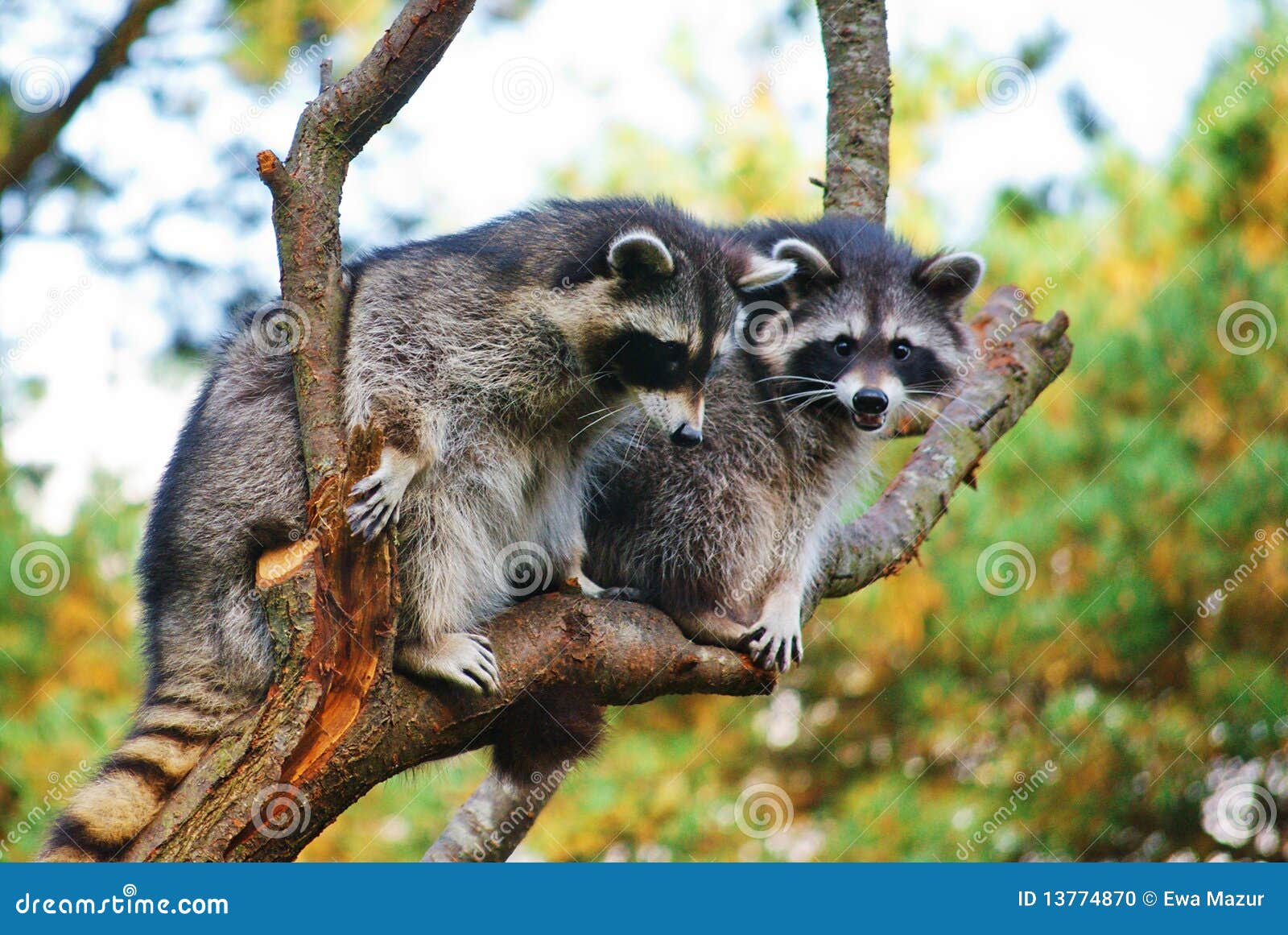 Mapaches. foto de archivo. Imagen de cubo, borroso, escalada - 13774870